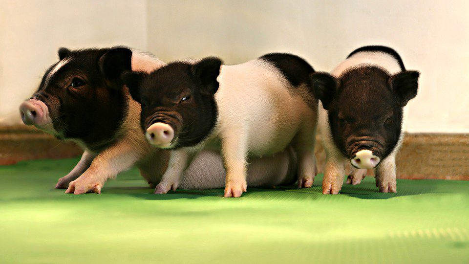 New Pig Breed to Provide Transplants for Humans - Mind Debris Magazine